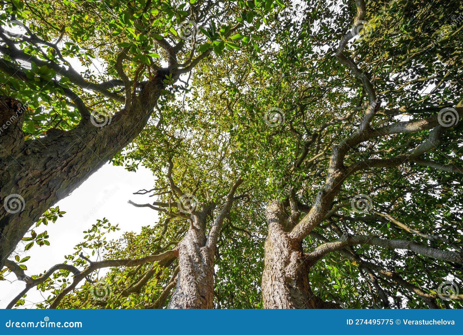 Old Trees - View from Below into the Treetops Stock Image - Image of ...