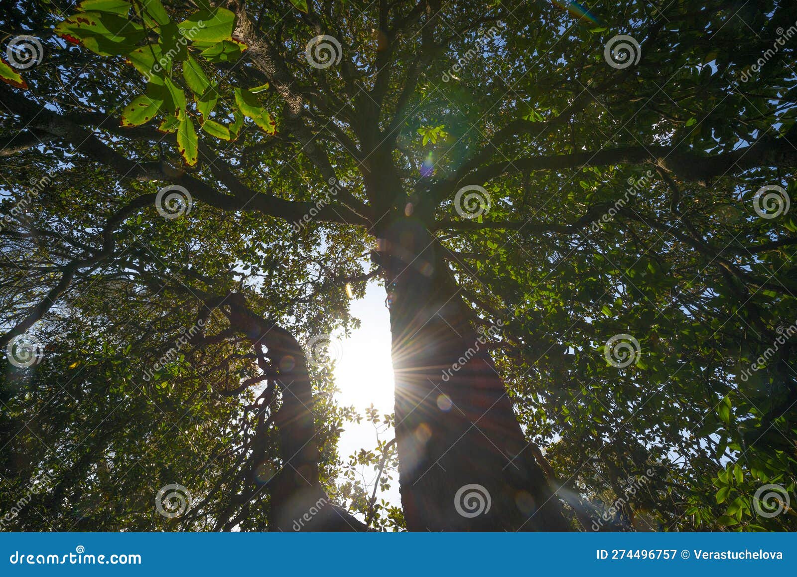 Old Trees - View from Below into the Treetops Stock Image - Image of ...