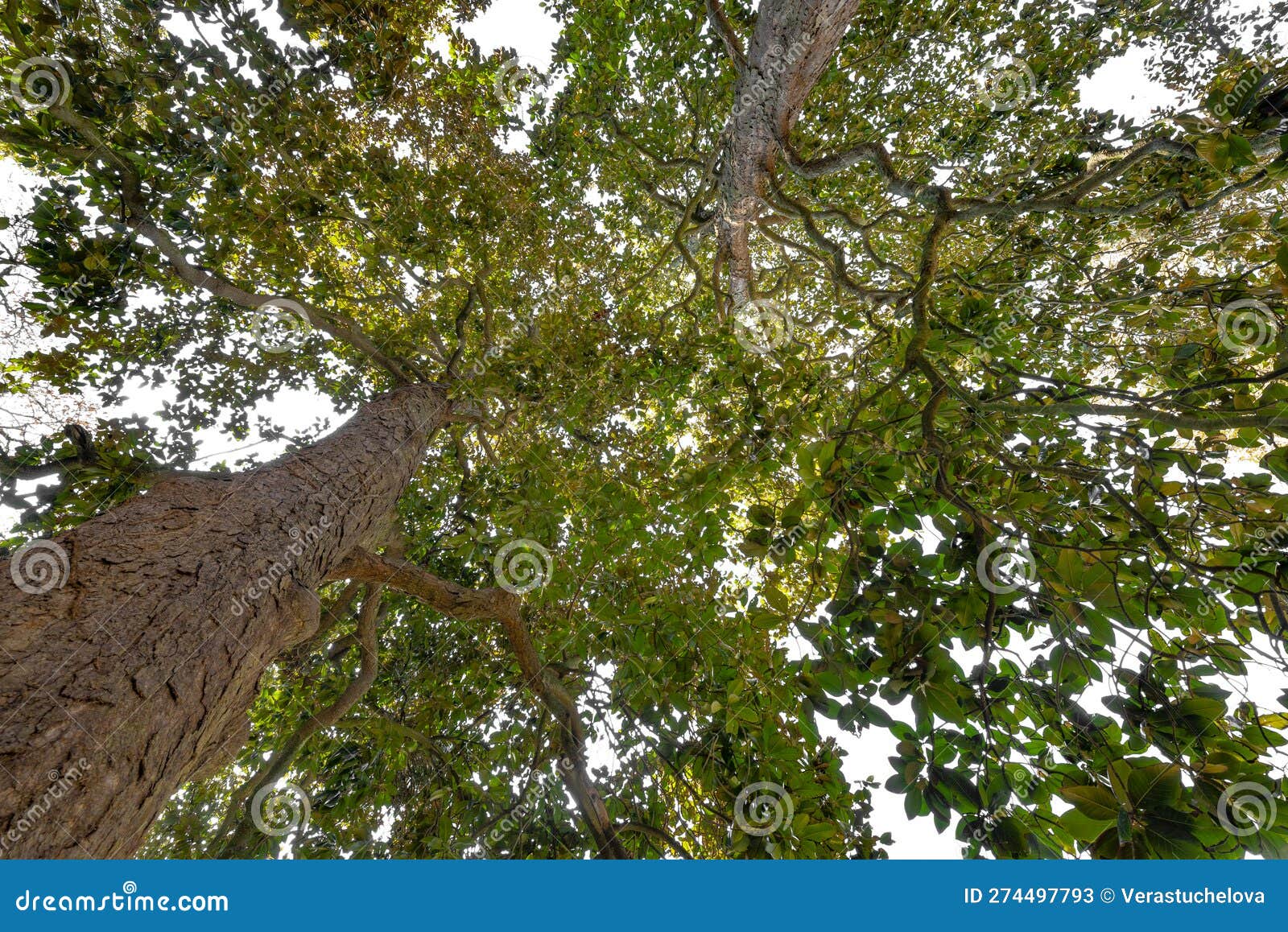 Old Trees - View from Below into the Treetops Stock Image - Image of ...