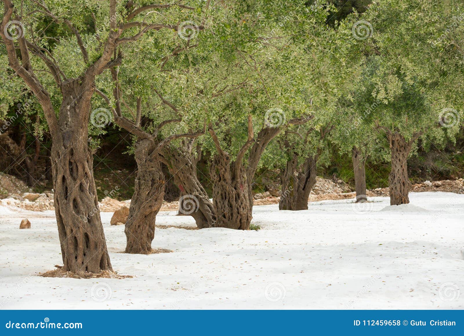 Old trees on white sand stock photo. Image of palms - 112459658