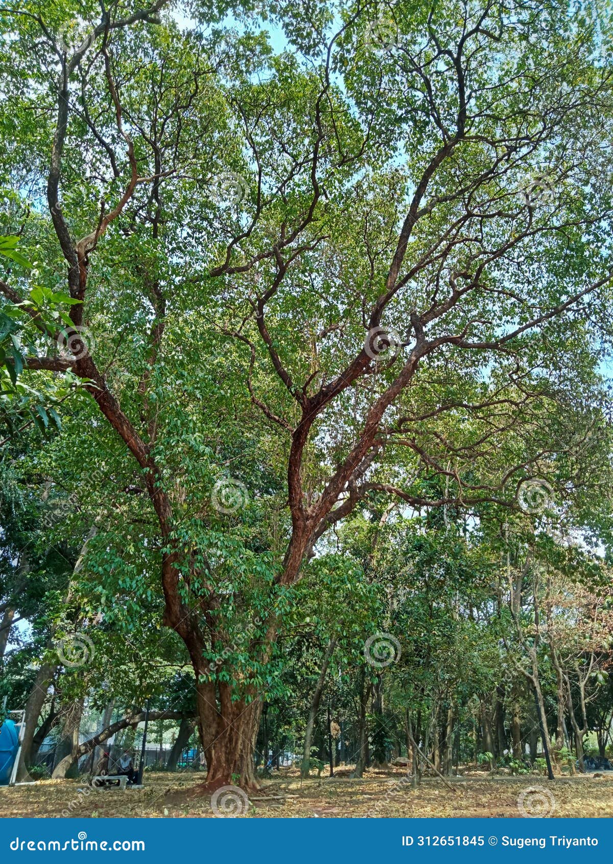 An Old Trembesi Tree (samania Saman), Tall and Large with Many Branches ...