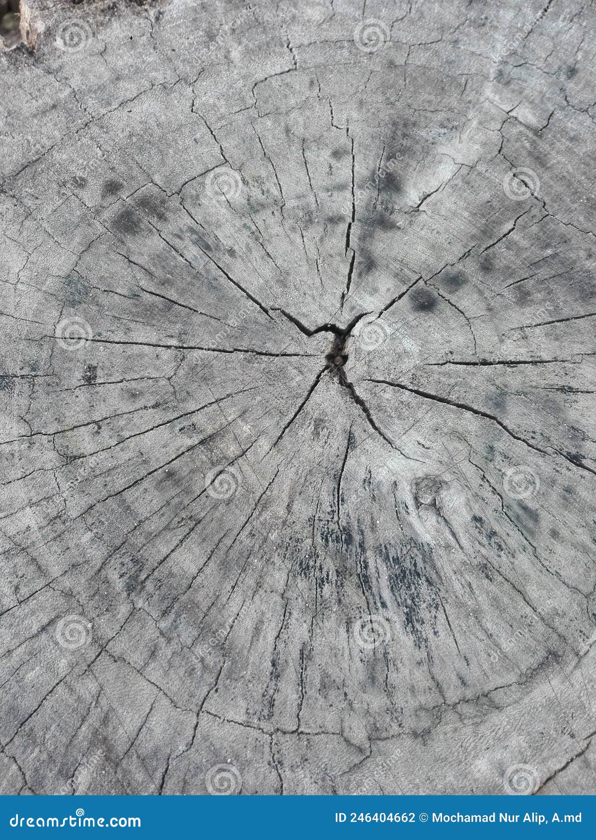 The Trunk Of A Trembesi Tree (Samanea Saman) Wrapped Around A Parasite ...