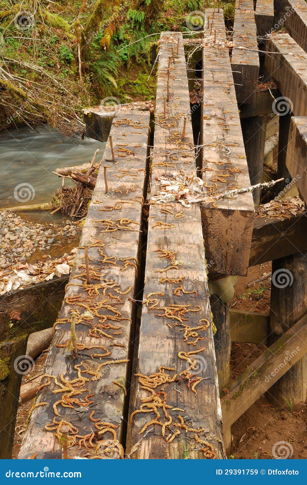 Old Tressel stock image. Image of tressel, railway, wood - 29391759