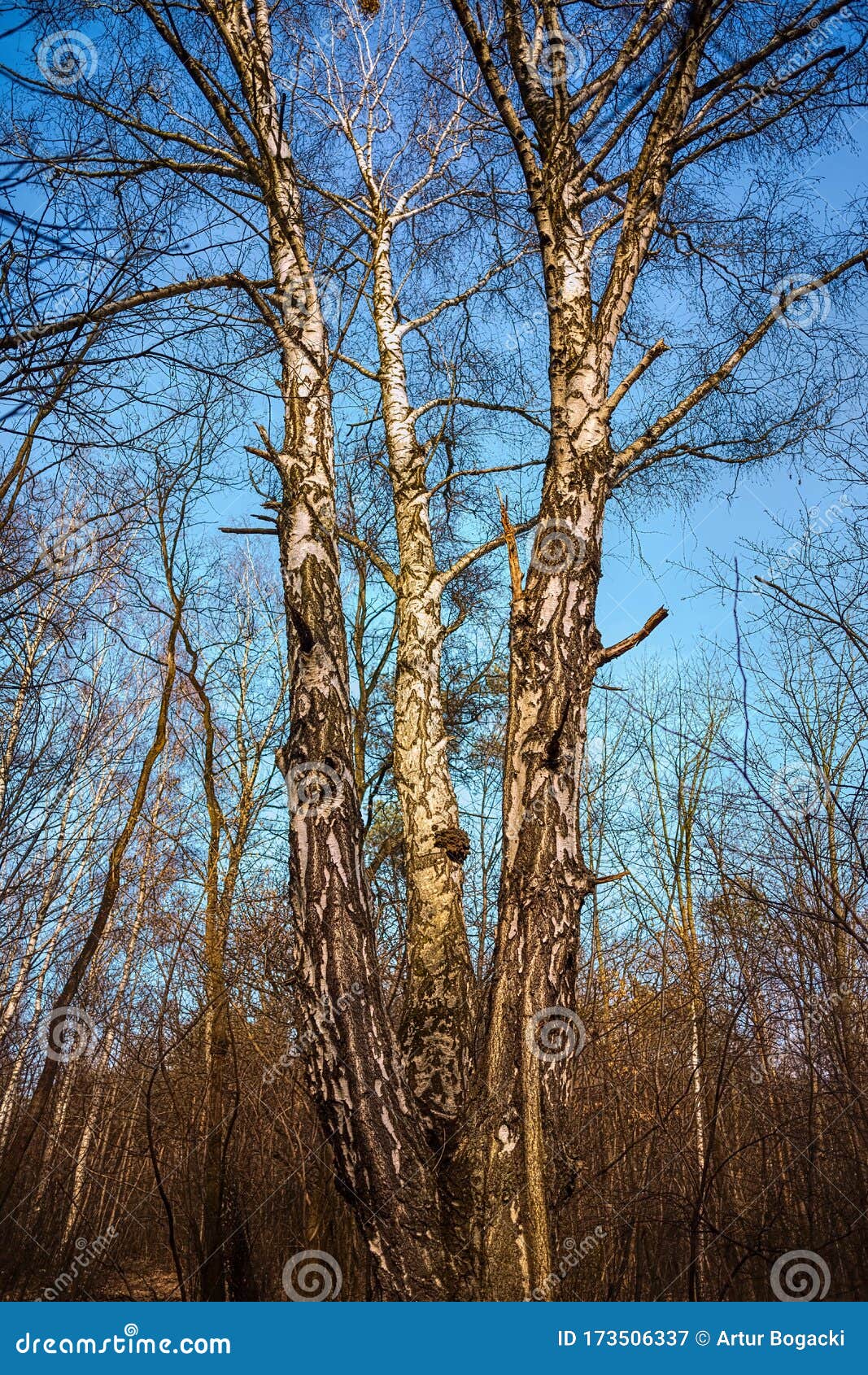 Old Triple Birch Tree stock image. Image of trees, triple - 173506337