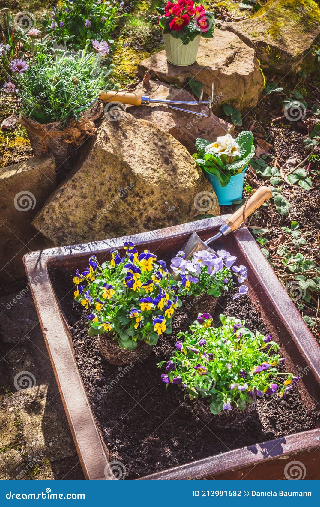 Old Trough that is Prepared To Be Potted with Spring Plants Stock Photo ...