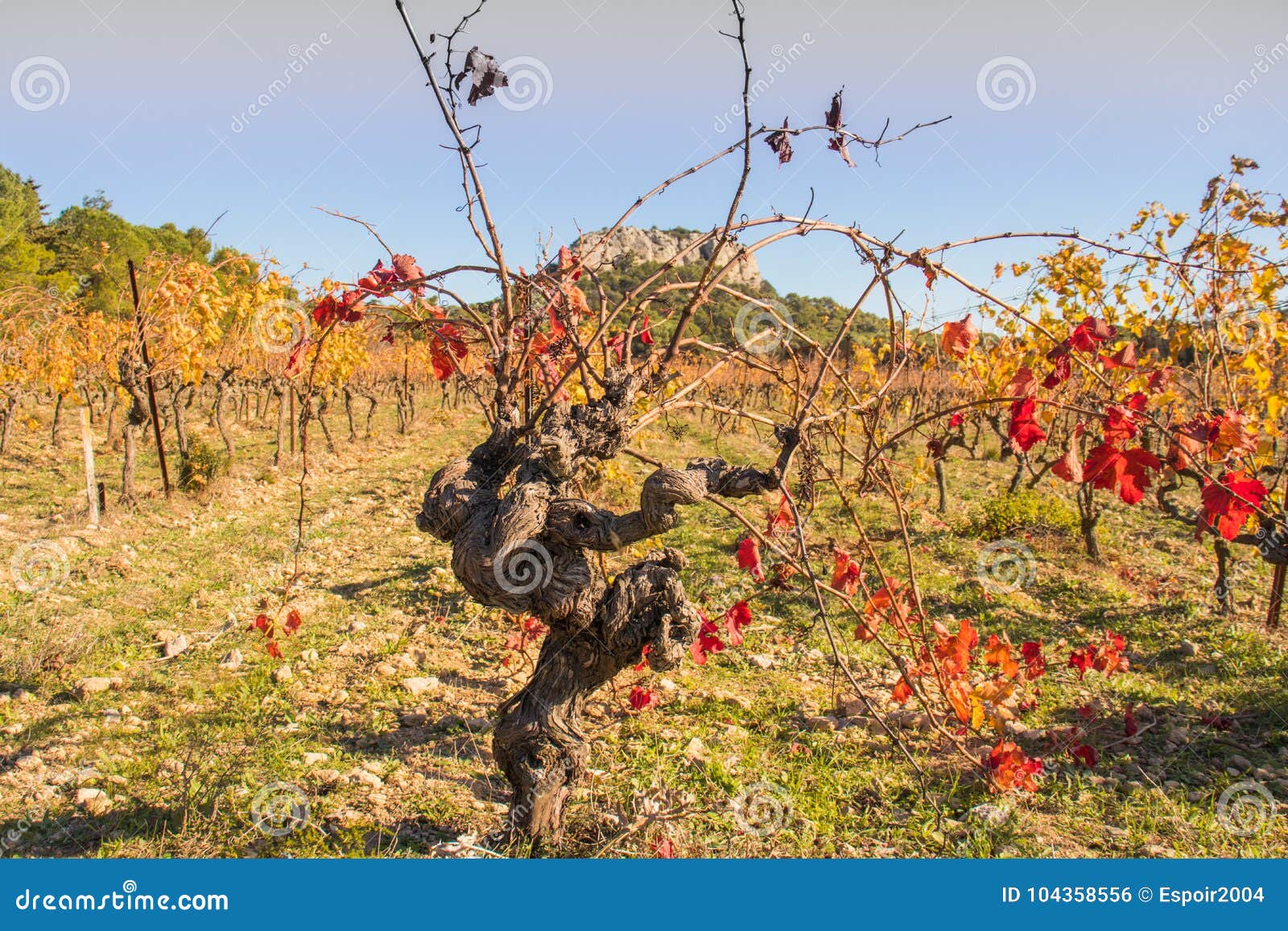 The Old Trunk of a Grape Bush Stock Photo - Image of outdoor, harvest ...