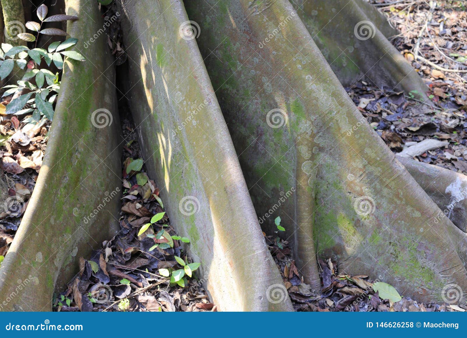Root Trunk of an Old Tree, Adobe Rgb Stock Photo - Image of growth ...