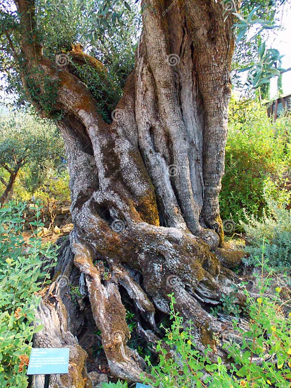 Old Trunk of an Olive Tree stock photo. Image of forest - 260955724