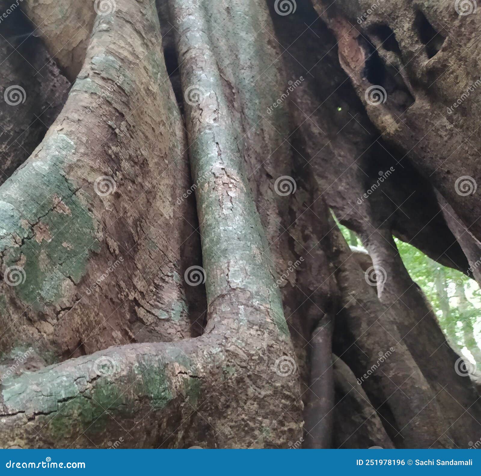 Old trunk stock photo. Image of carving, plant, jungle - 251978196