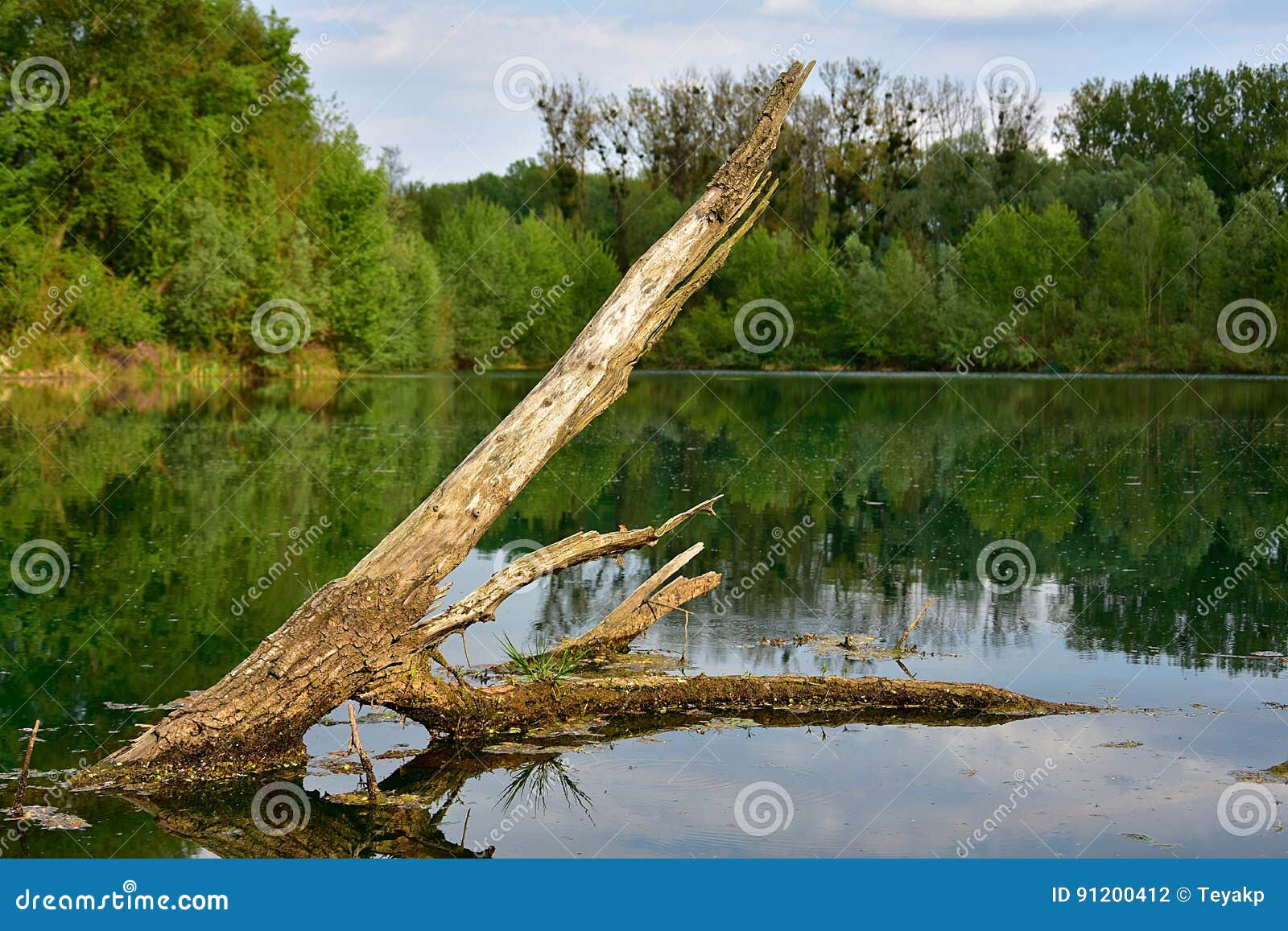 Old trunk in water stock photo. Image of globally, lakes - 91200412