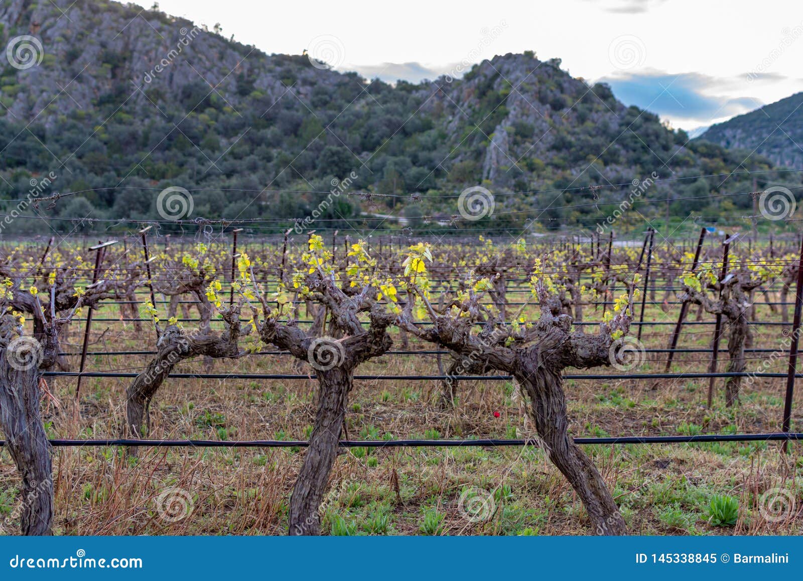Old Trunks of Wine Grape Plants in Rows in Vineyard in Spring Stock ...