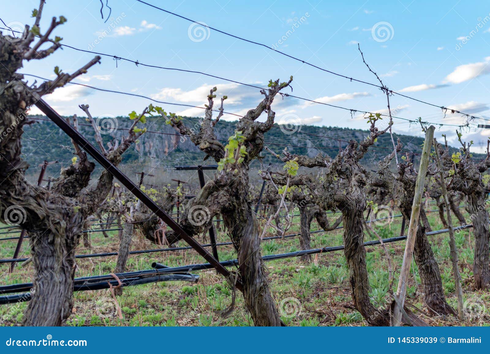 Old Trunks of Wine Grape Plants in Rows in Vineyard in Spring Stock ...