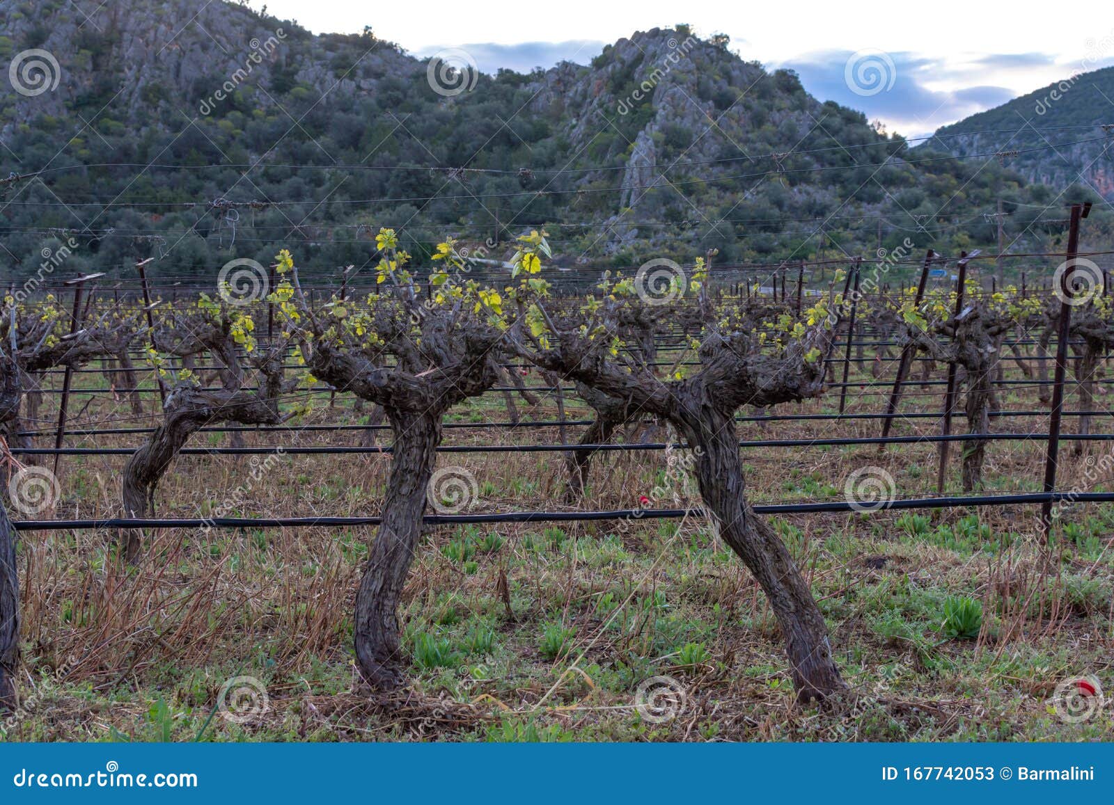 Old Trunks of Wine Grape Plants in Rows in Vineyard in Spring Stock ...