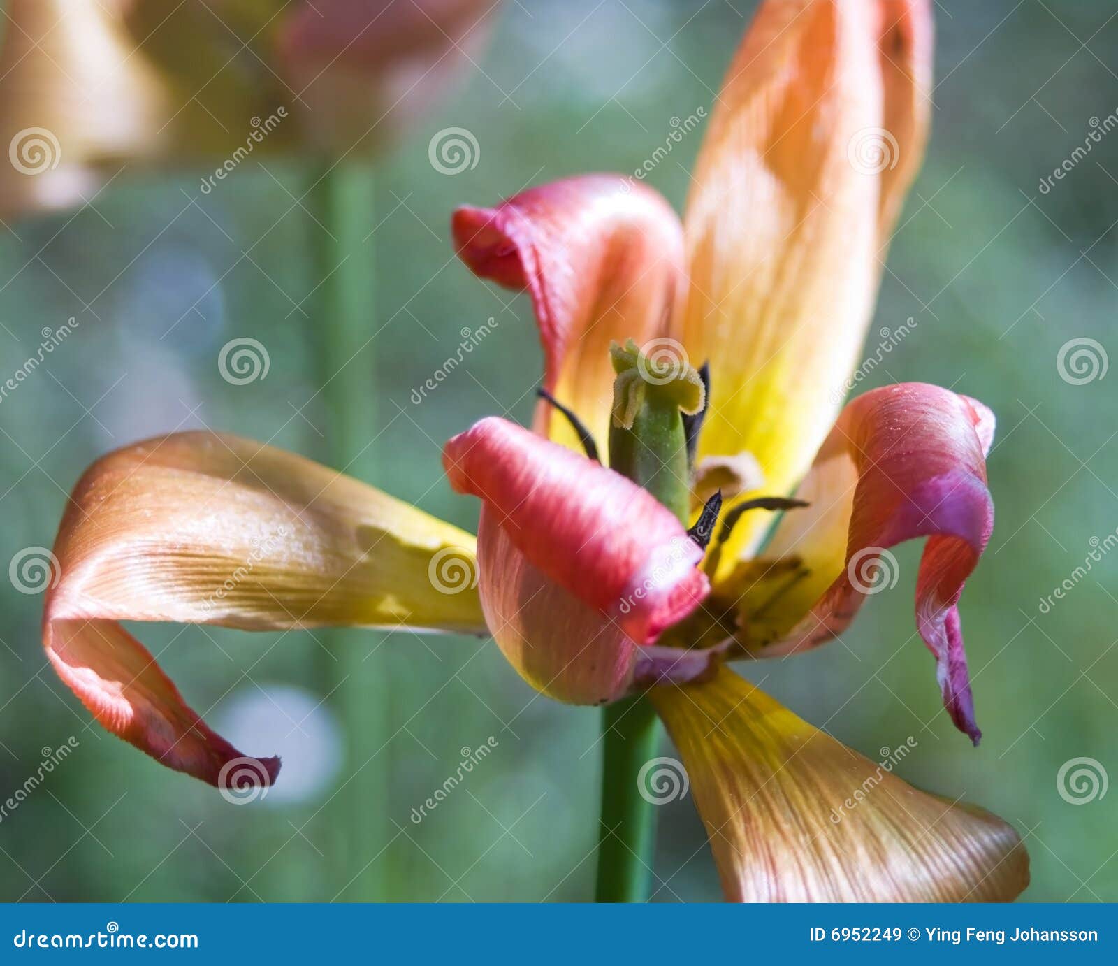Old tulip stock image. Image of single, life, tulip, easter - 6952249