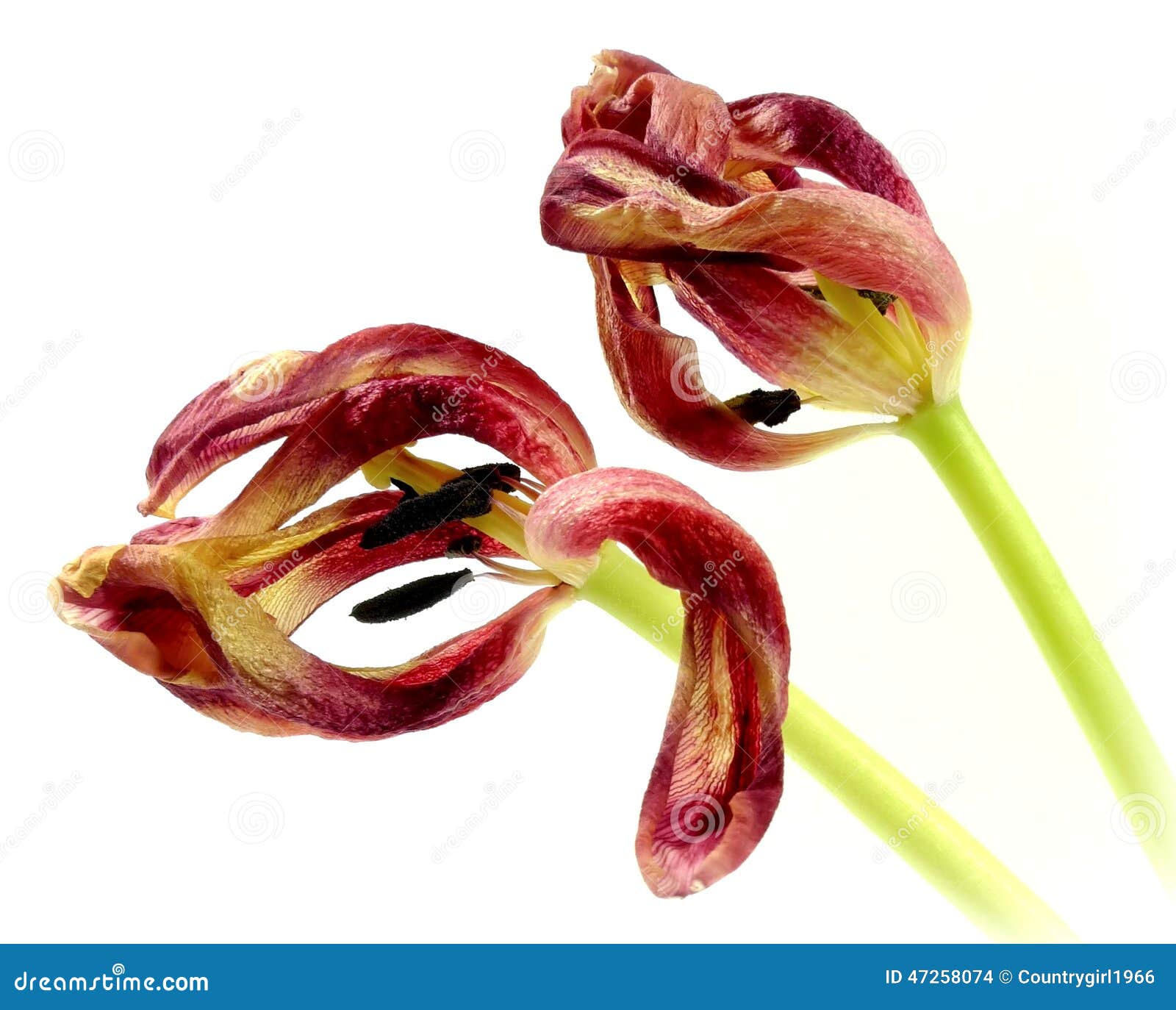 Old tulip stock photo. Image of pollens, nature, parrot - 47258074