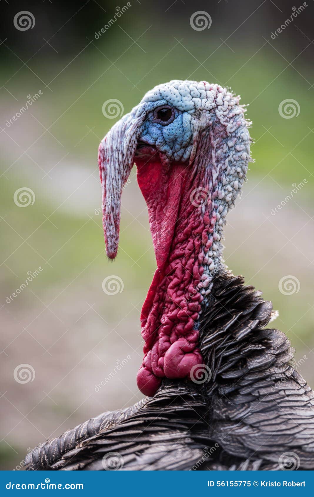 Old Turkey Bird. stock image. Image of strutting, audubon - 56155775