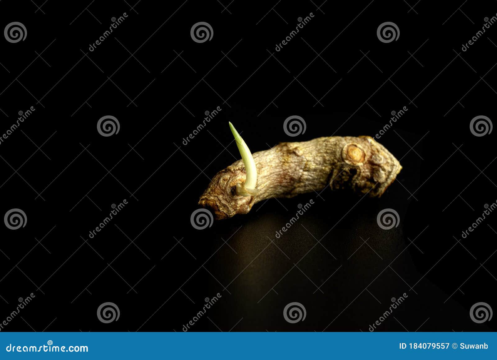 Old Turmeric with Root and Young Leaf on Black Background Stock Image ...