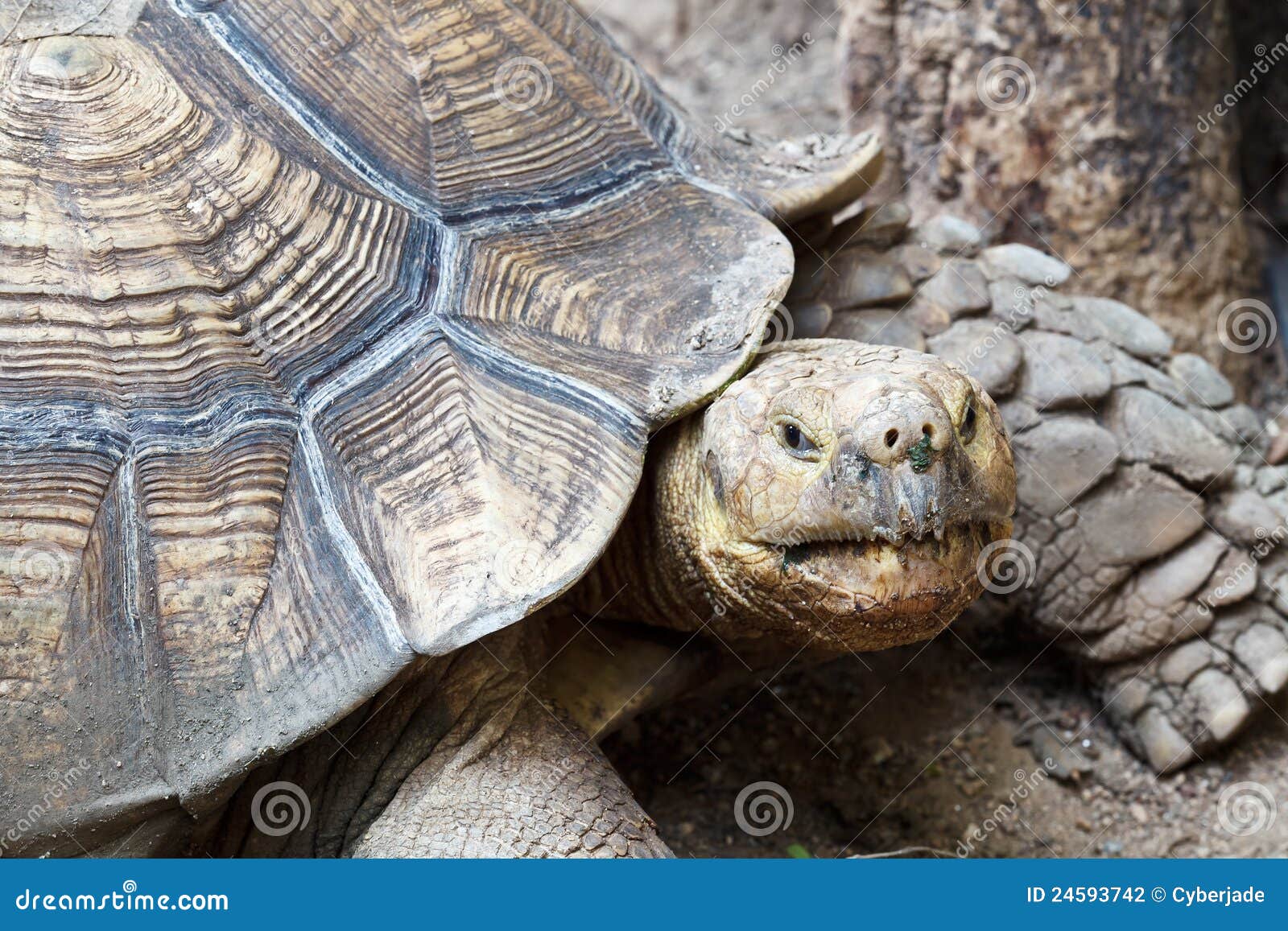 Old Turtle stock photo. Image of cold, forest, foot, chelonoidis - 24593742