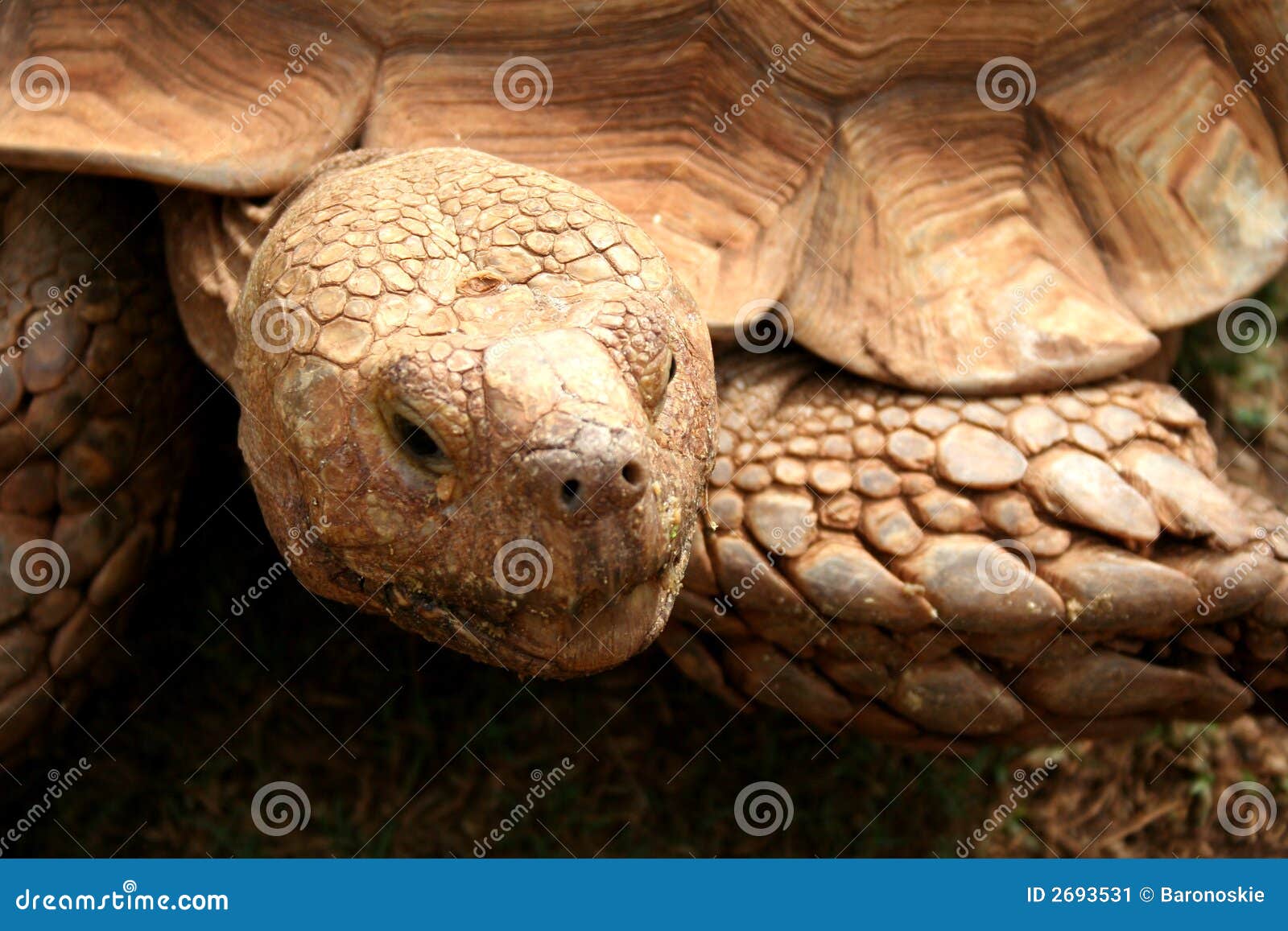 The Old Turtle stock image. Image of scales, hard, tortoise - 2693531