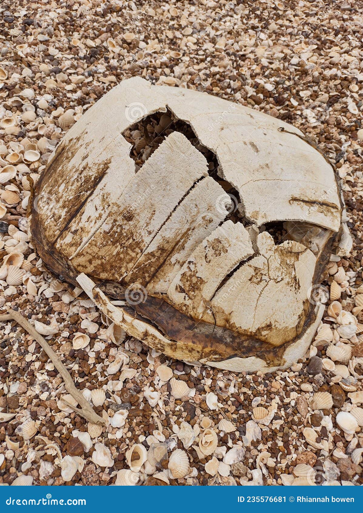 Old turtle shell stock image. Image of shells, shell - 235576681