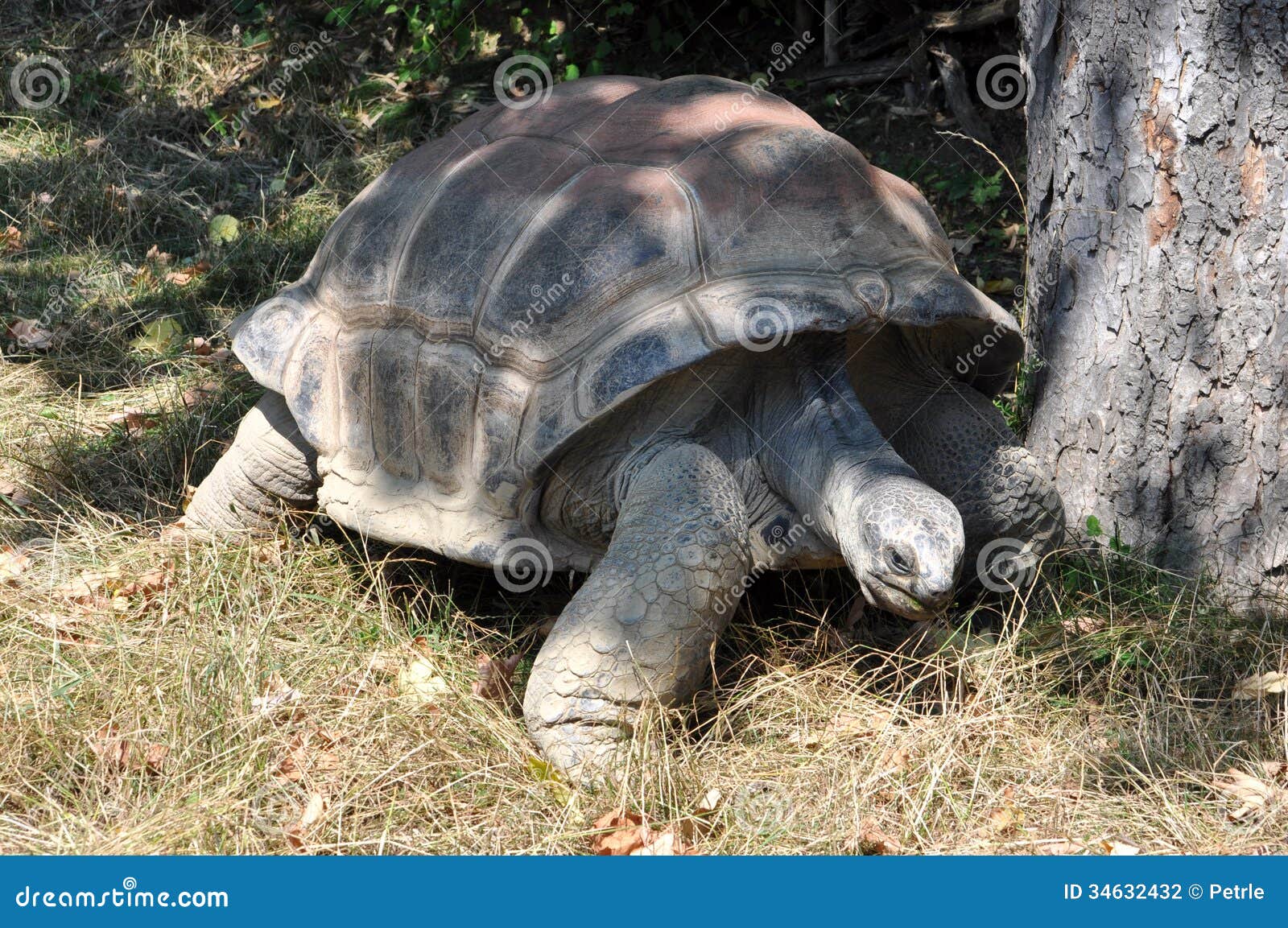 Old turtle with a tree stock photo. Image of turtle, background - 34632432