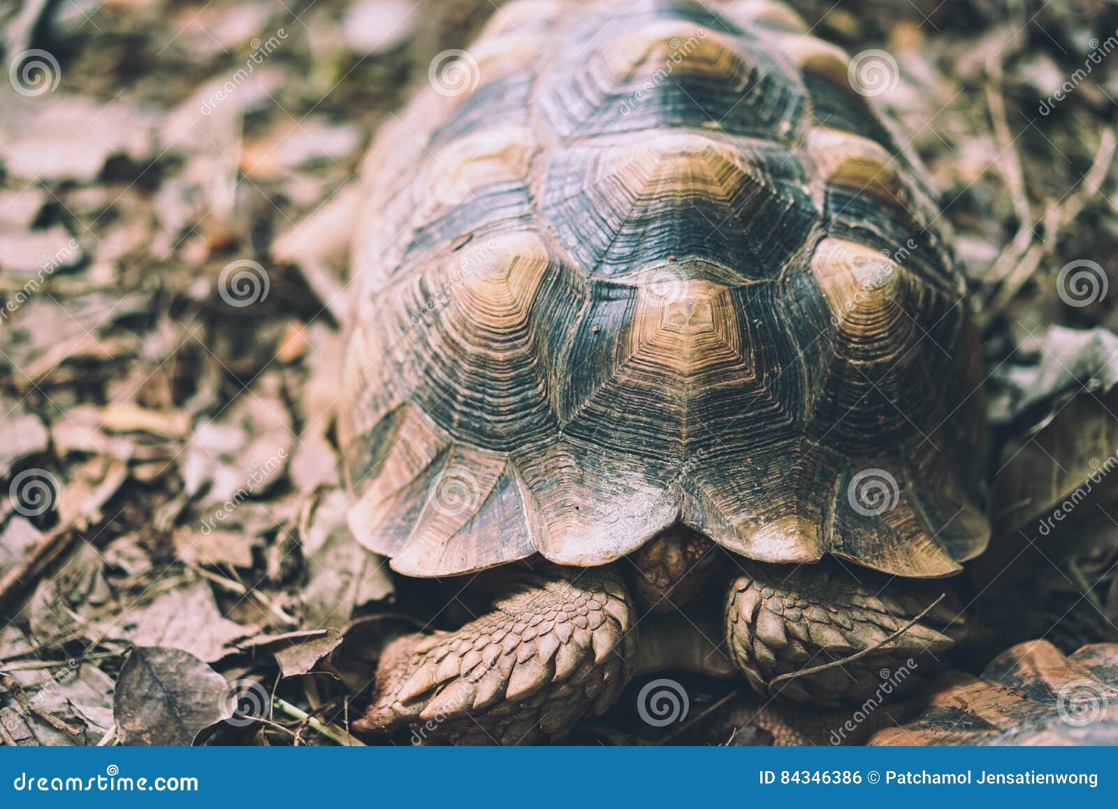 Old turtles hide head stock photo. Image of green, environment - 84346386