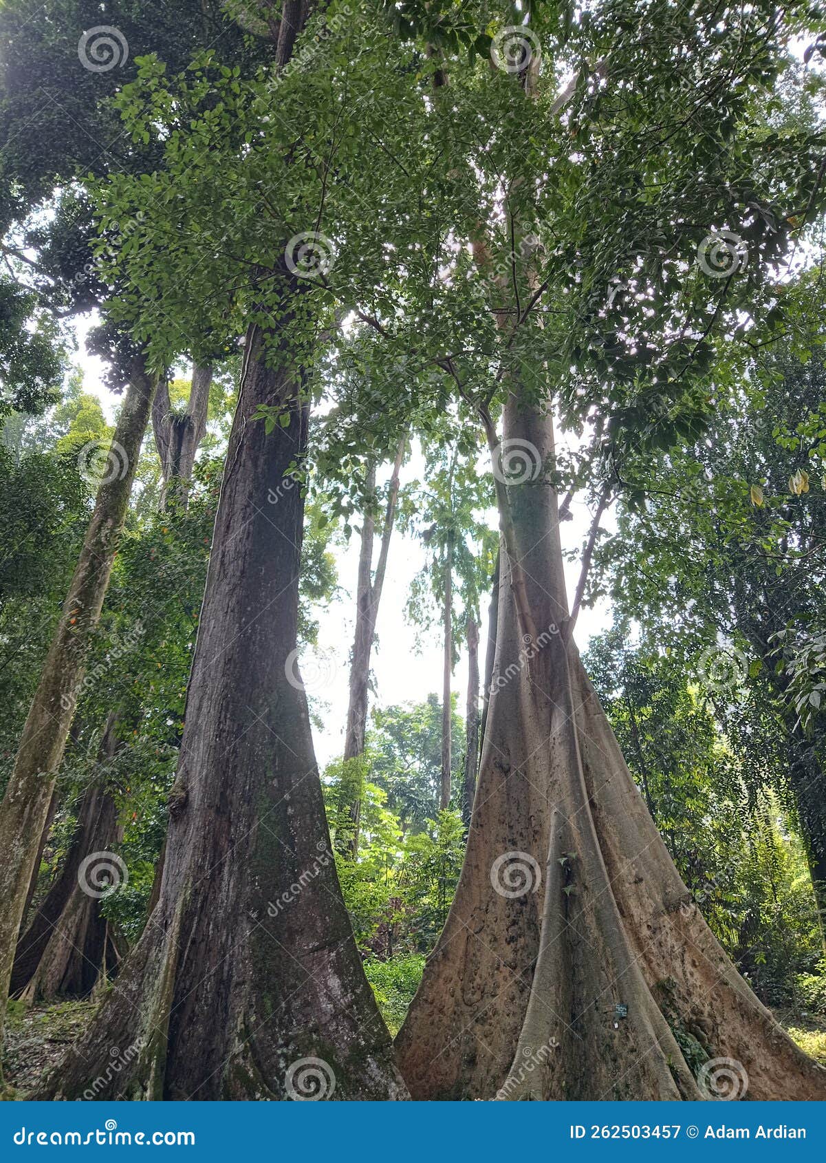 Twin Tree Wallpaper . Green Background . Nature Wallpapers . Royalty-Free Stock Photo ...