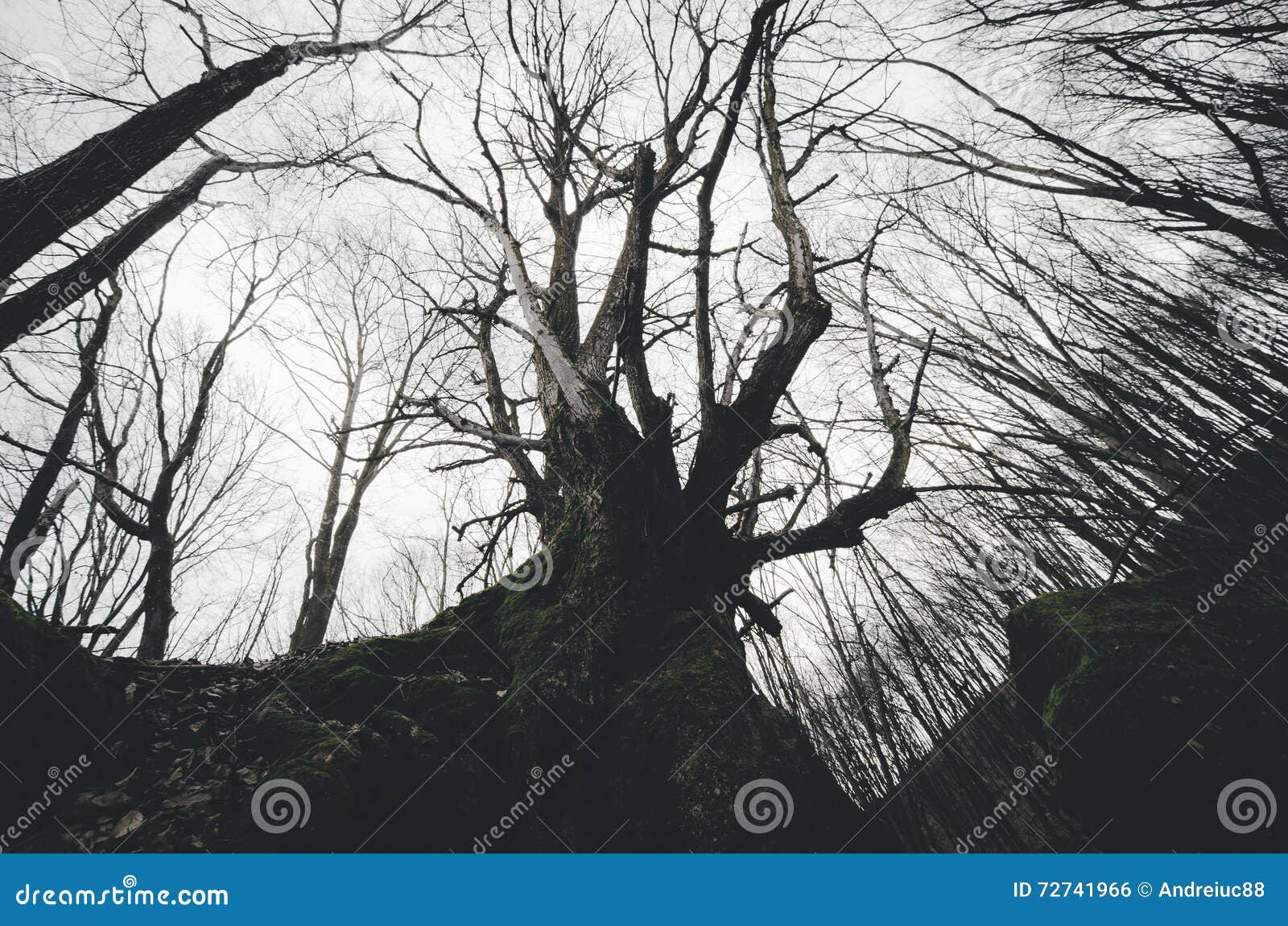 Old twisted dark tree stock photo. Image of landscape - 72741966