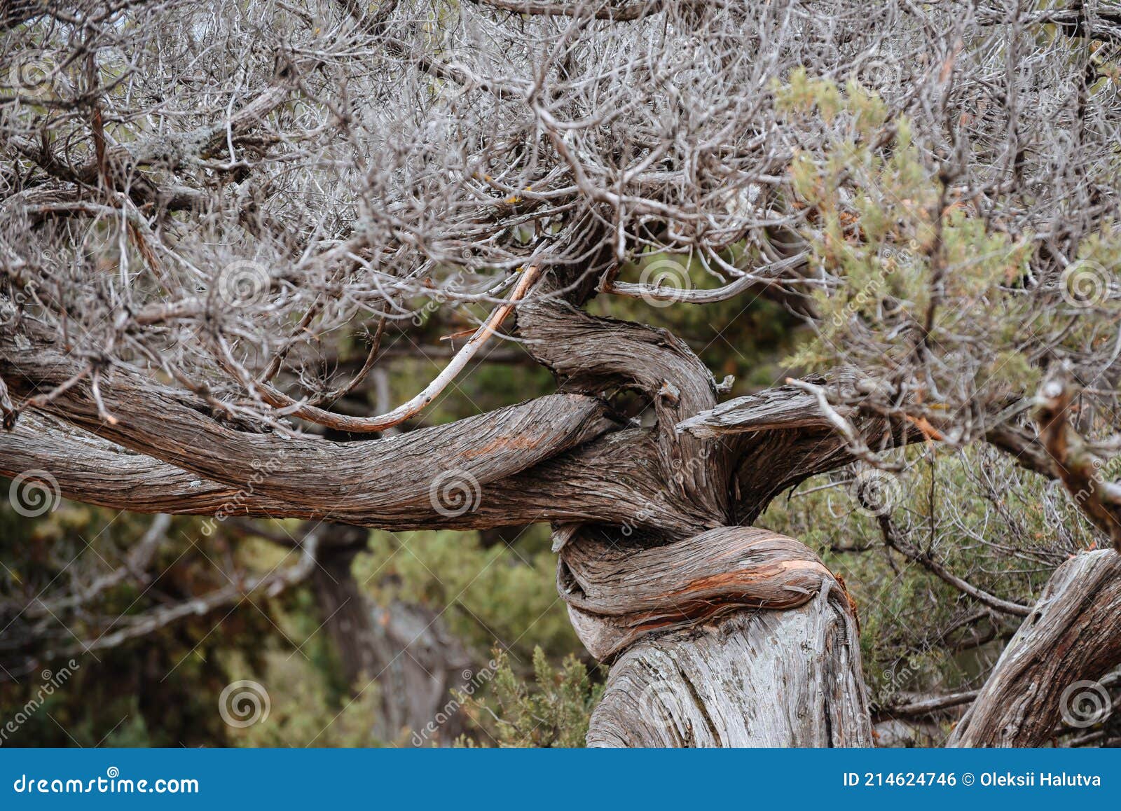 Old Twisted Juniper Tree in the Forest. Swirling Bark Stock Photo ...
