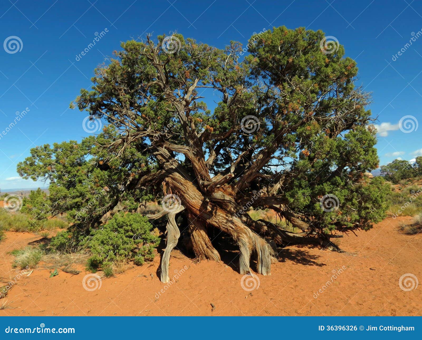 Old & Twisted Juniper Tree Stock Photo - Image of landscape, solitary ...