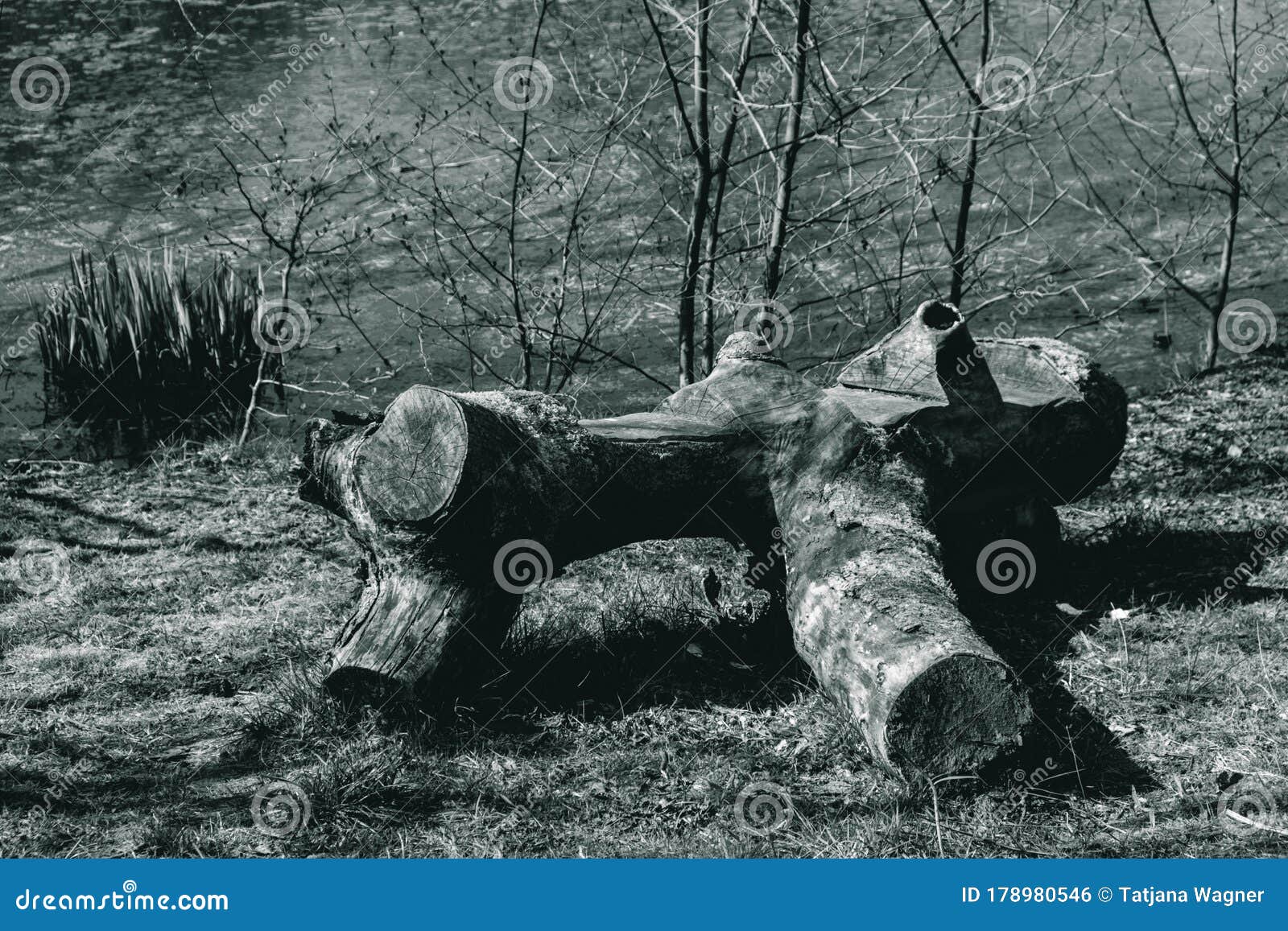 Old Twisted Log Made for Sitting on the Lake Stock Photo - Image of ...