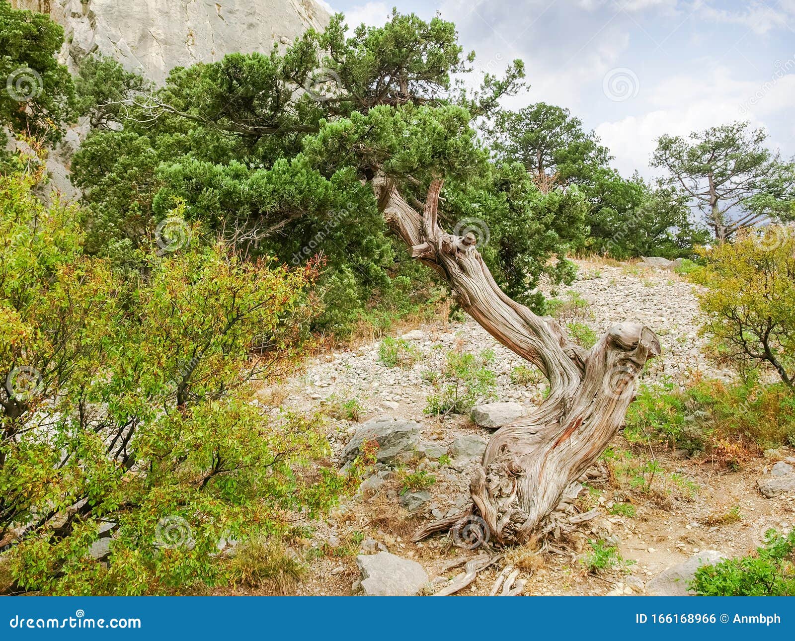 Old Twisted Tree of Common Juniper on a Rocky Slope Stock Photo - Image ...