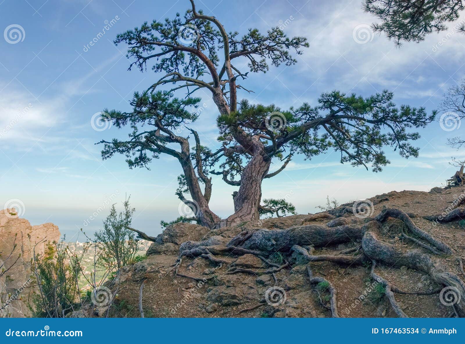 Old Twisted Tree of Pine on a Steep Rock Stock Photo - Image of brutia ...
