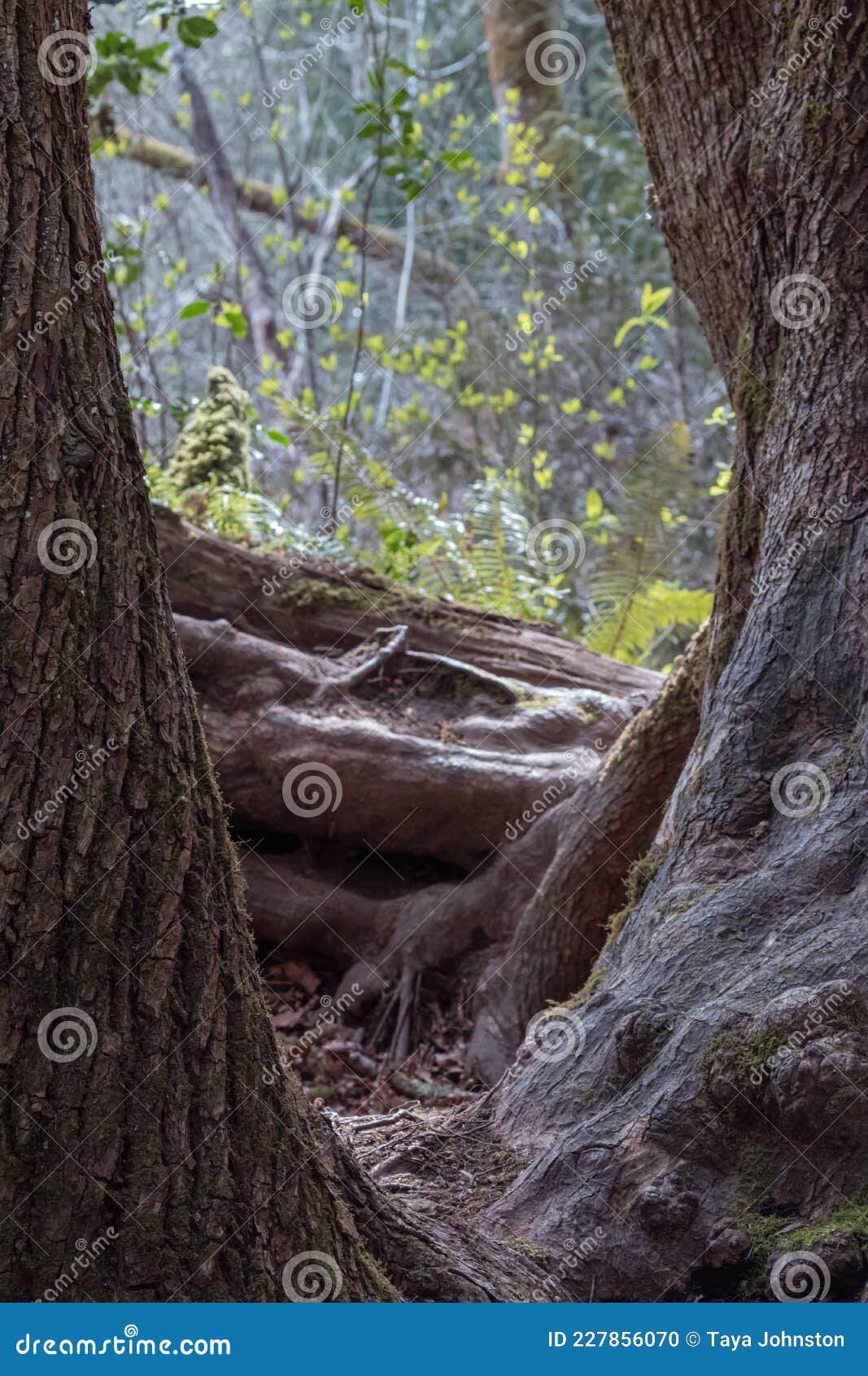 Old Twisted Tree Roots in a Forest on a Sunny Day Stock Photo - Image ...