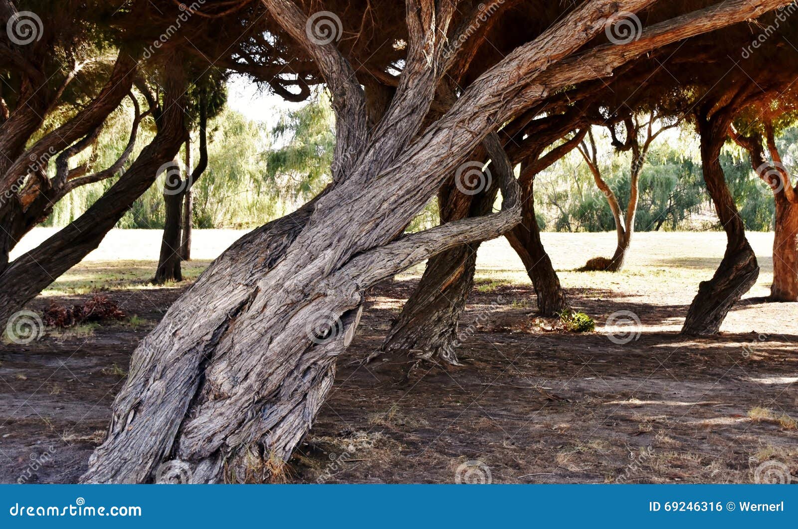 Old and twisted tree stem stock photo. Image of twisted - 69246316