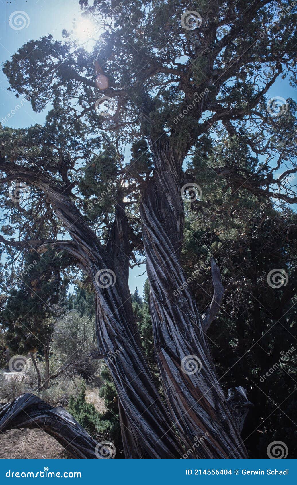 Old Twisted Trunk Pine in Colorado, USA Stock Photo - Image of high ...