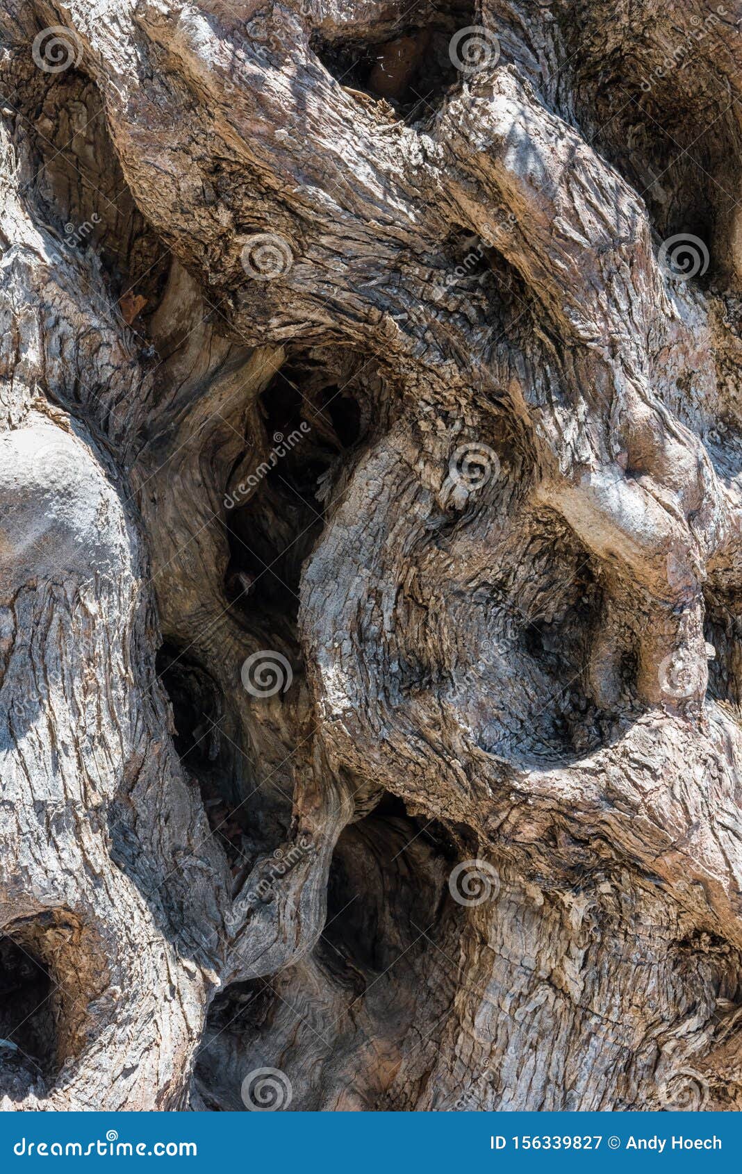 Twisted Wood. Texture Wood. Royalty-Free Stock Photography ...