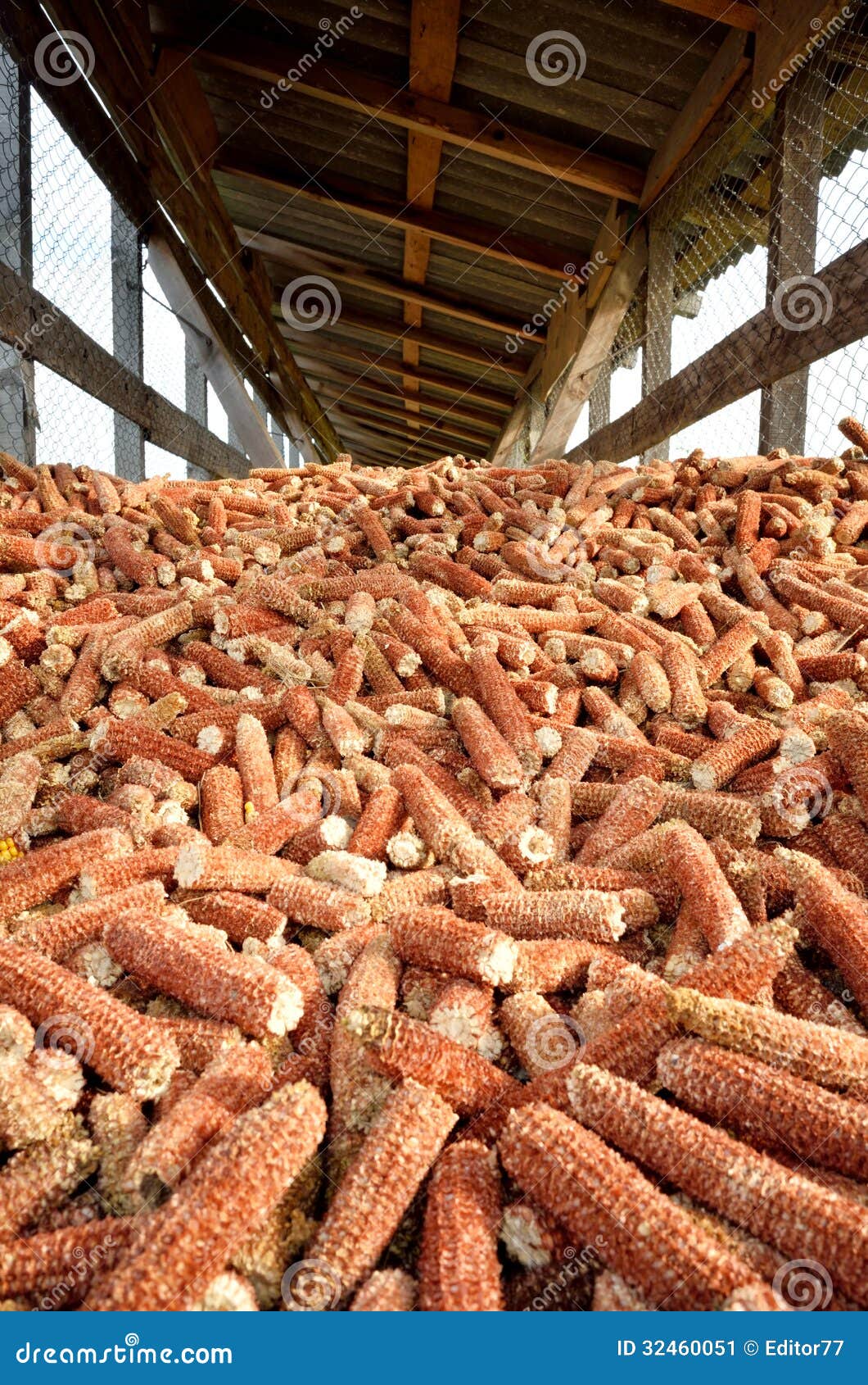 Barn for dry corn stock image. Image of barn, seeds, feed - 32460051