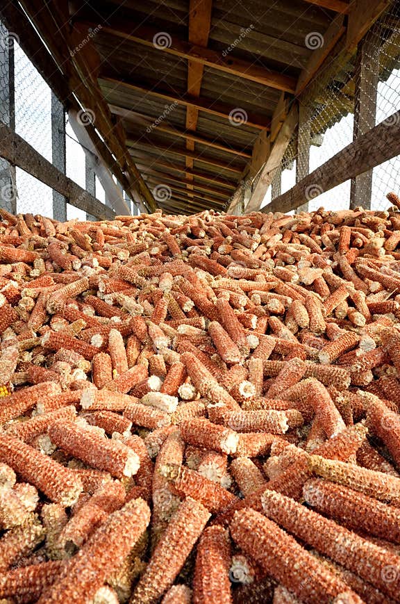 Barn for dry corn stock image. Image of barn, seeds, feed - 32460051