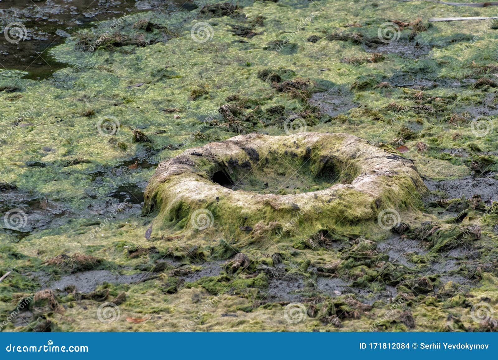 Old Tyre In The Bog. Environmental Problems Pollution. Black And White ...