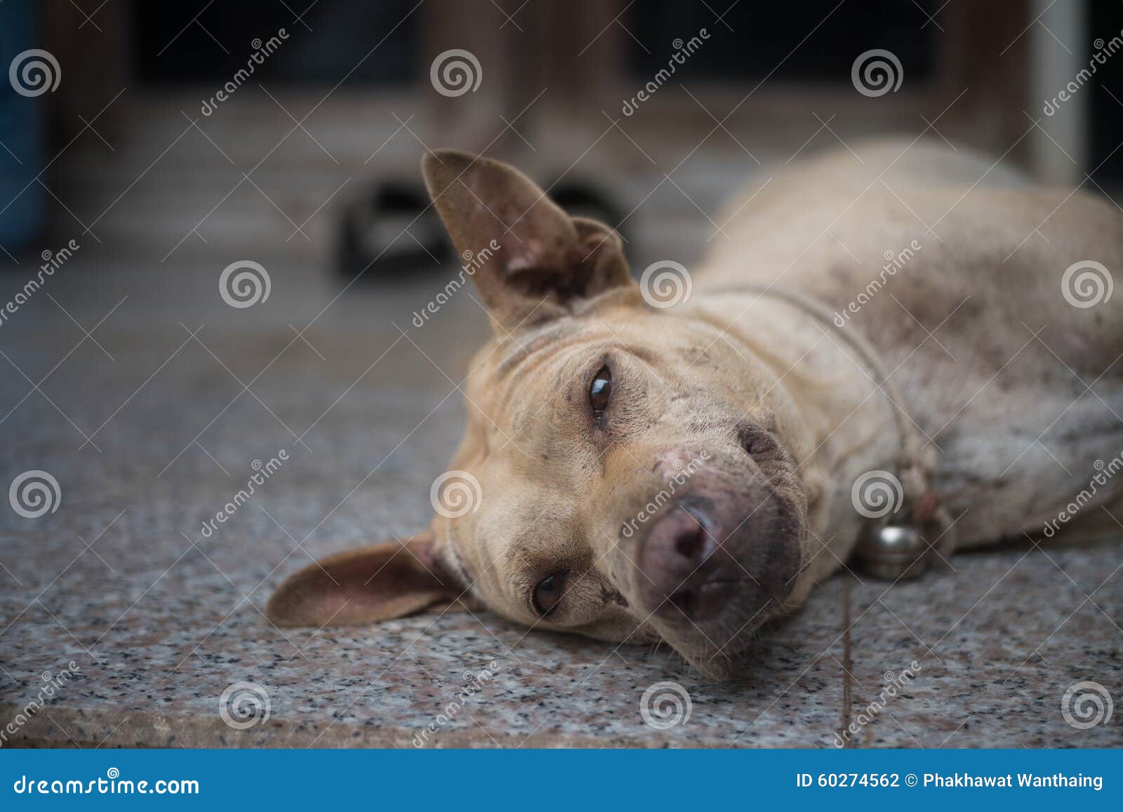 Old and ugly dog smile stock photo. Image of floor, smile - 60274562