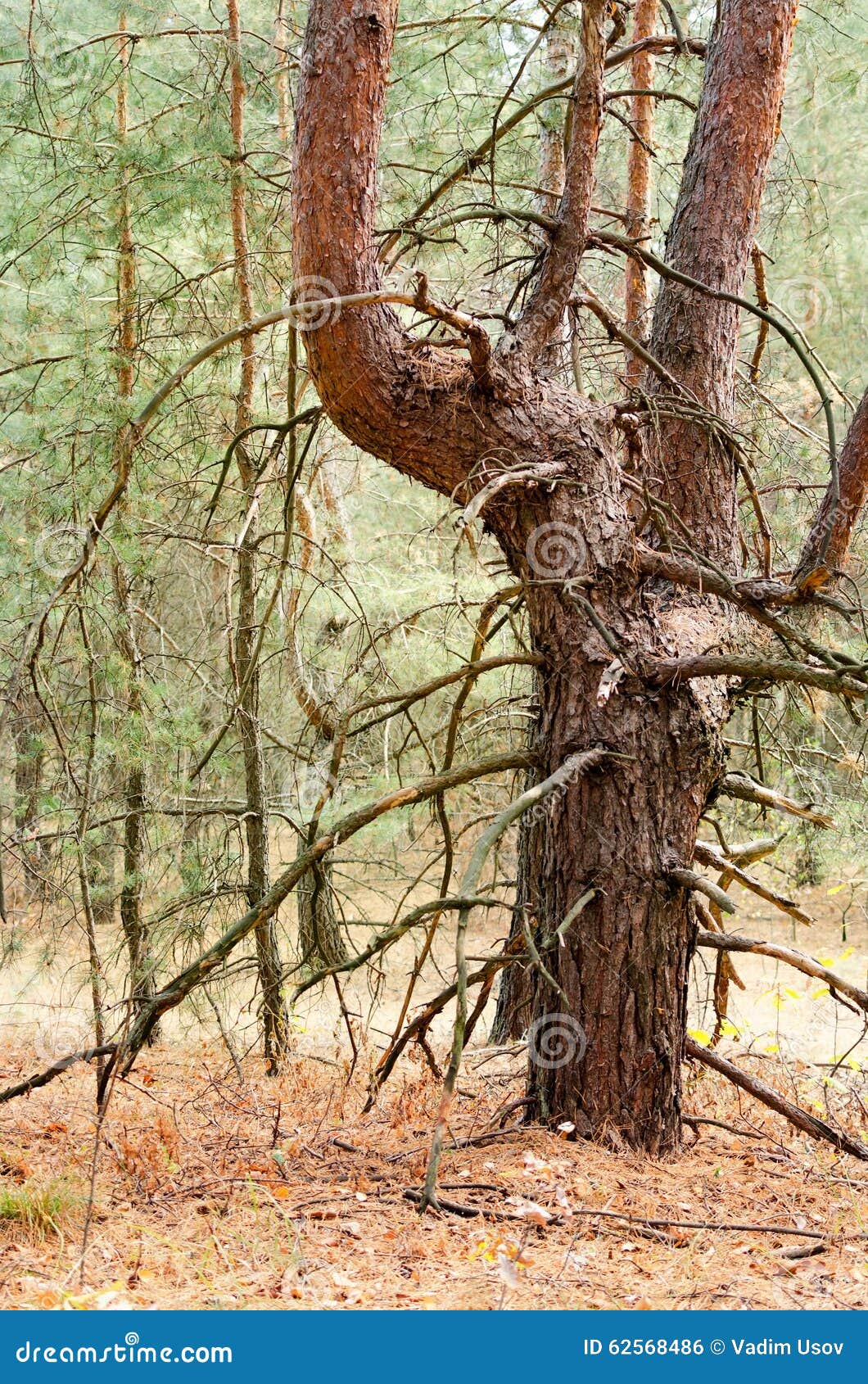 Ugly Tree Stock Photography | CartoonDealer.com #48240848