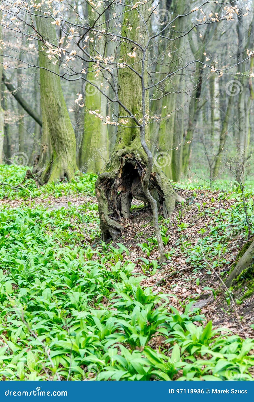Old Unusual Tree Trunk in Forest at Early Spring, Magic Atmosphere ...