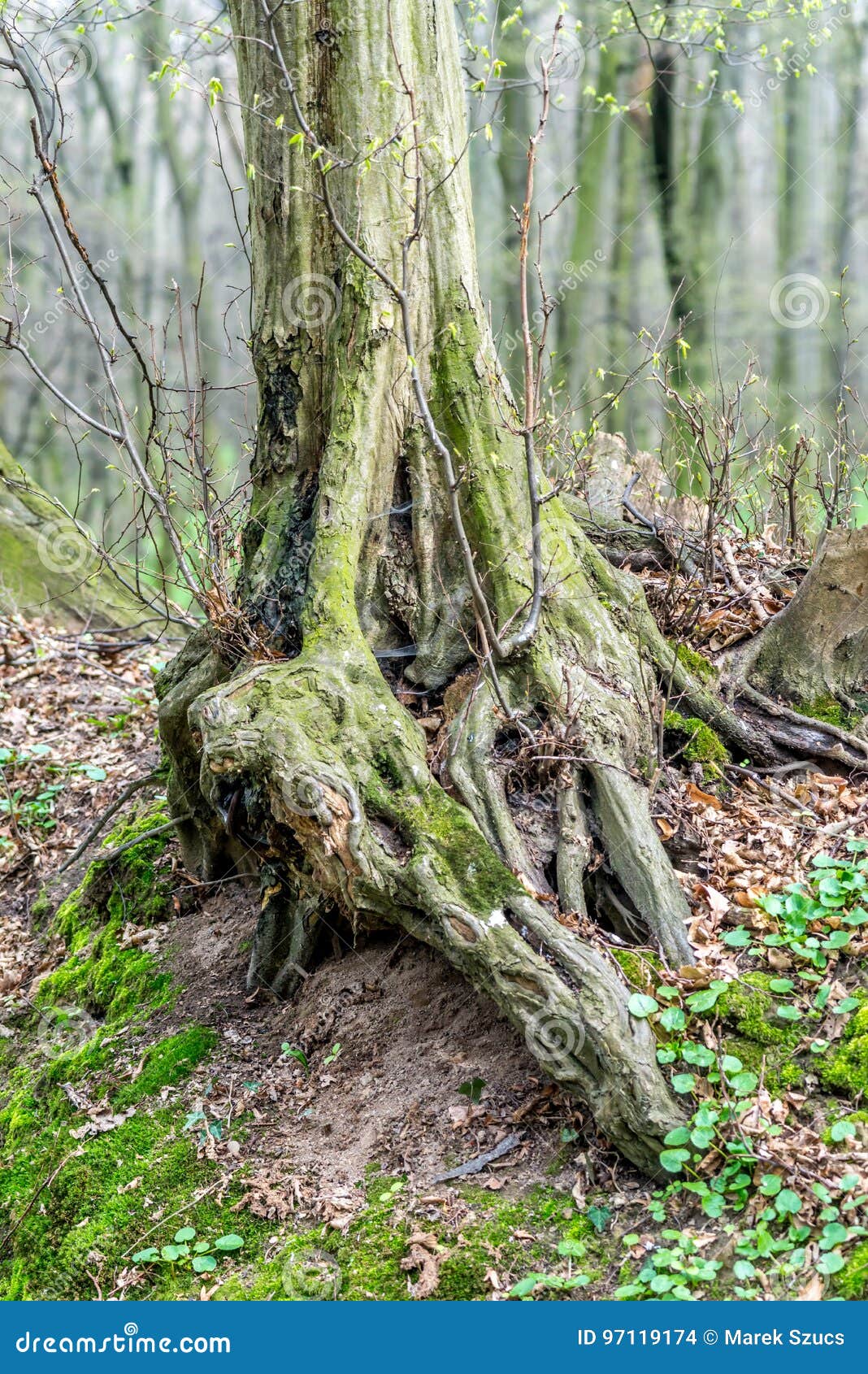 Old Unusual Tree Trunk in Forest at Early Spring, Magic Atmosphere ...