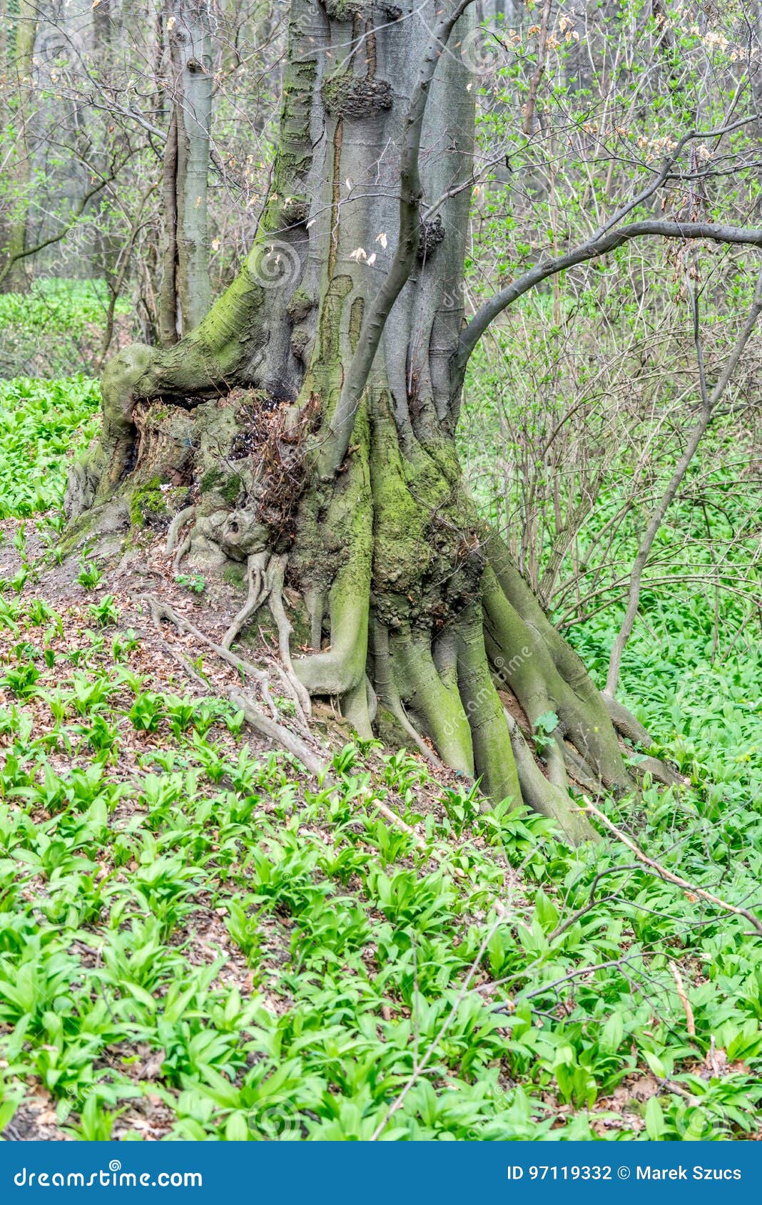 Old Unusual Tree Trunk in Forest at Early Spring, Magic Atmosphere ...
