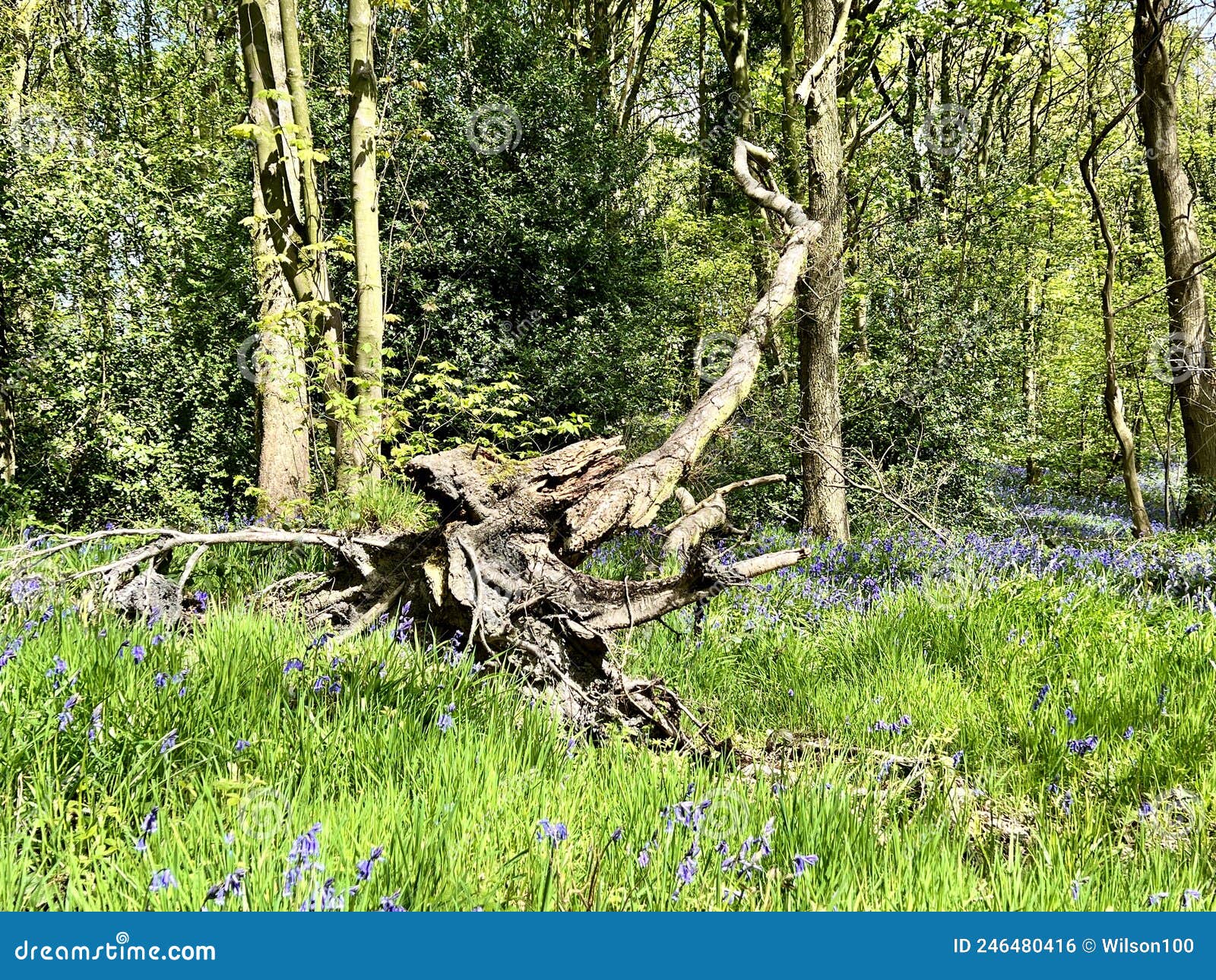 Up Rooted Tree stock photo. Image of woods, broken, tree - 246480416