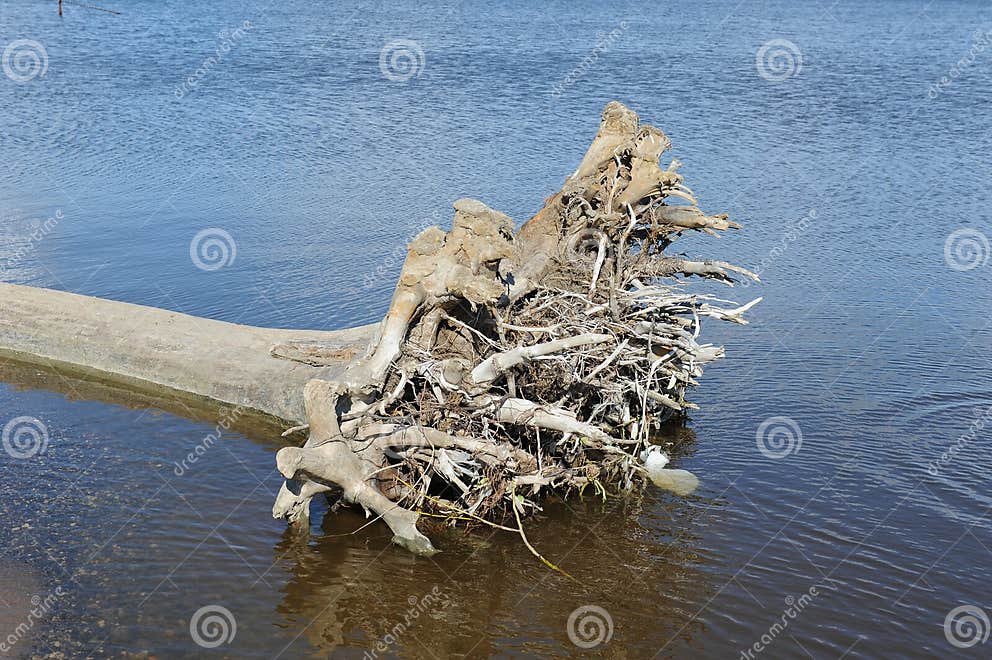 An Old Uprooted Tree Snag in the Water Stock Photo - Image of blue ...