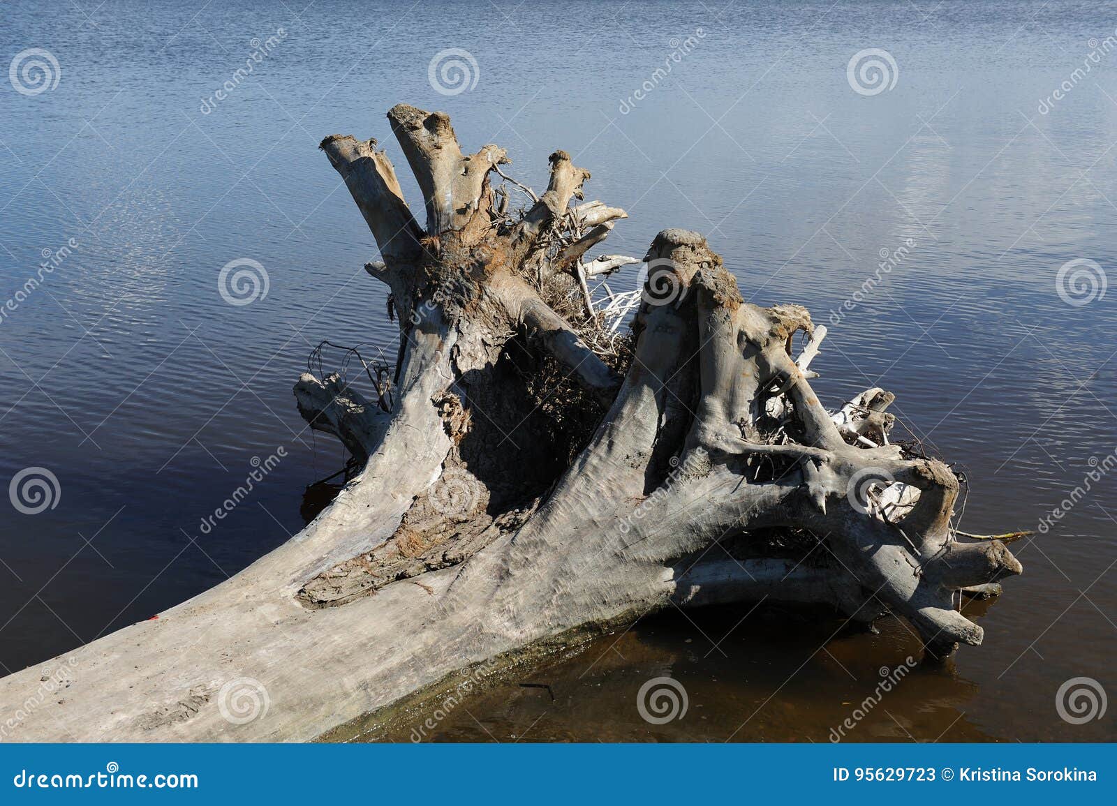 An Old Uprooted Tree Snag in the Water Stock Image - Image of ossified ...