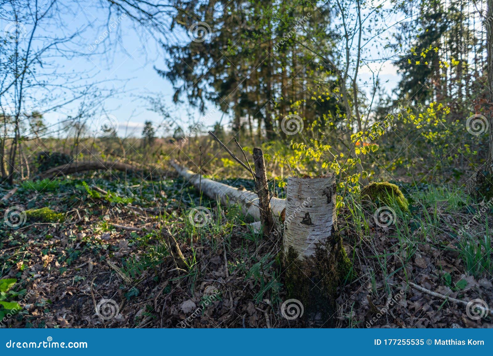 An Old Upturned Tree Staged with a Green Background Stock Image - Image ...