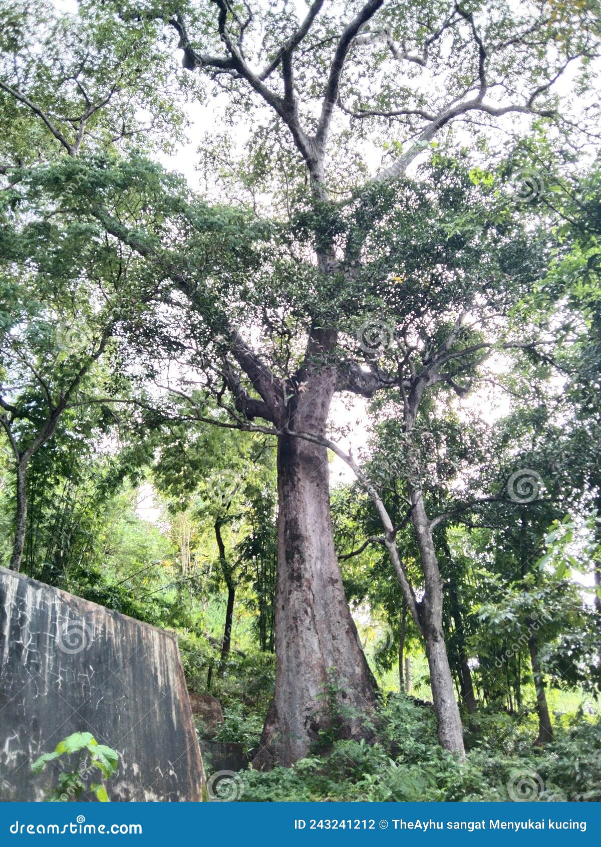 An old and very tall tree stock photo. Image of tree - 243241212